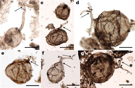 Billion Year Old Fossil Fungi Oldest Known Revises Broader Evolution