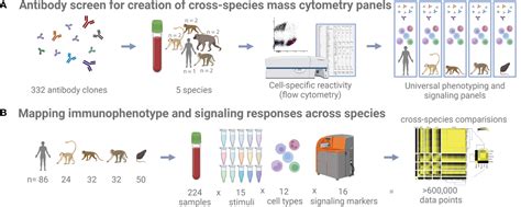 Non Human Primate Species