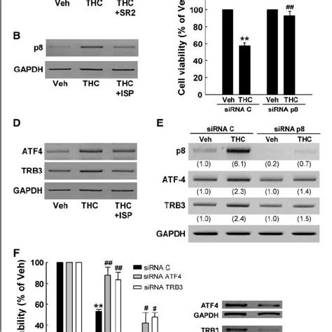 Thc Induces Apoptosis Of Pancreatic Tumor Cells A Cells Were