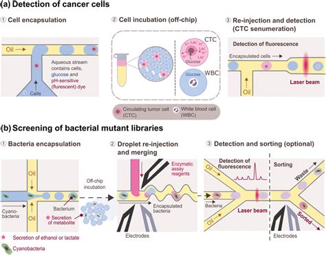 SingleCell Analysis Using Droplet Microfluidics Matuła 2020
