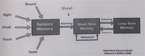 multi store model of memory flashcards quizlet