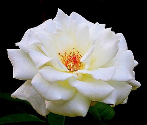"Rosa moschata Herrm. Musk Rose.": Lens: Canon EF-S 55-250mm IS, STM ...