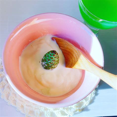 お松を愛する会 『青松ぼっくりヨーグルト』🌲 豆乳に青松ぼっくりを入れるだけでヨーグルトが出来ちゃうんです‼️😳 豆乳＋お松の酵母菌＝最強