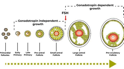 Healthy Follicle Size