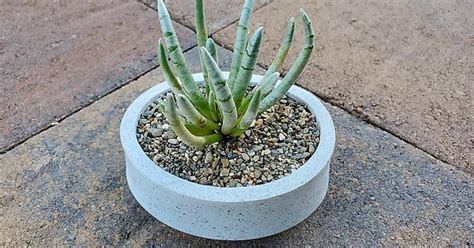 Heres My First Home Made Pot And A Succulent Id Never Seen Before