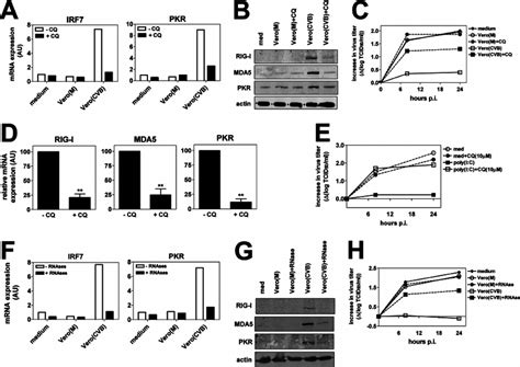 Induction Of An Antiviral State Requires Intact Endosomal Acidification