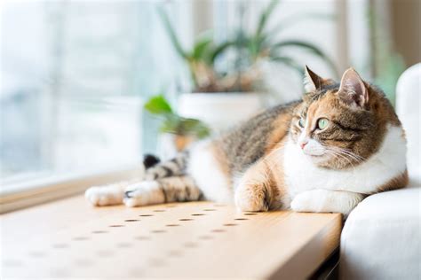 Mammary Tumors In Cats Uk Brett Haight