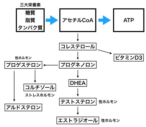 糖質制限をしてはいけない人。高タンパク高脂質食で質的栄養失調が更に加速 うつぬきや