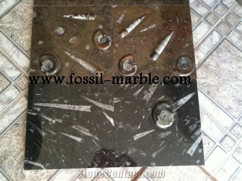Moroccan Fossile Black Fossile Nero Black Limestone Slabs From Morocco