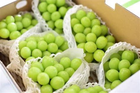 安心院シャインマスカット・ピオーネの旬入り宣言🍇 ｜「the・おおいた」からのお知らせ・イベント情報一覧