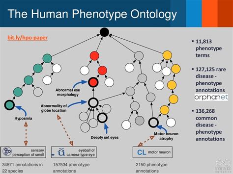 Deep Phenotyping To Aid Identification Of Coding And Non Coding Rare D