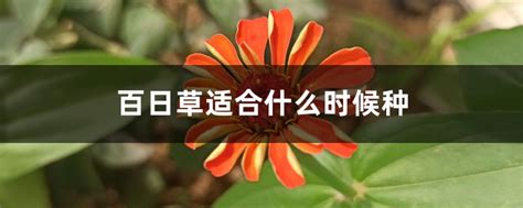 百日草的播种时间是什么时候 绿宝园林网