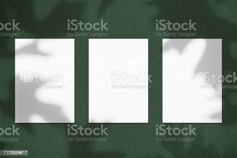 단풍 나무 잎 그림자와 세 개의 빈 흰색 수직 직사각형 포스터 모형 모형에 대한 스톡 사진 및 기타 이미지 모형 포스터 3가지 개체 Istock