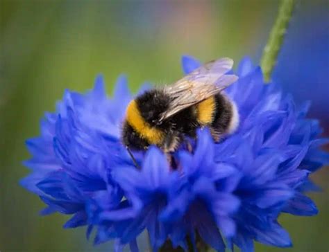 9 Bumblebee Facts Looking Beyond Their Sting