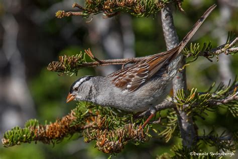 2170 White Crowned Sparrow Zonotrichia Leucophrys Logan Pass