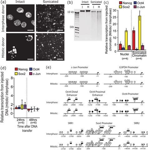 Sonication Does Not Eliminate Mitotic Advantage A Interphase And