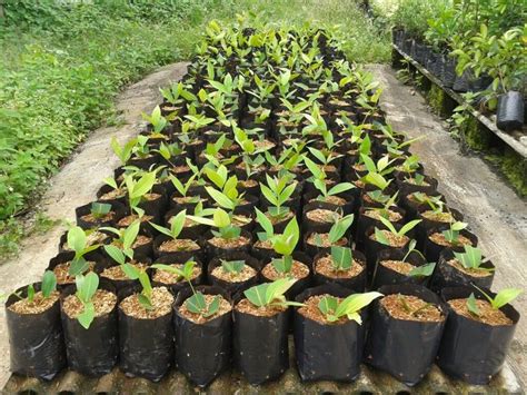 Cara Menanam Jambu Air Dengan Stek Pucuk IlmuBudidaya