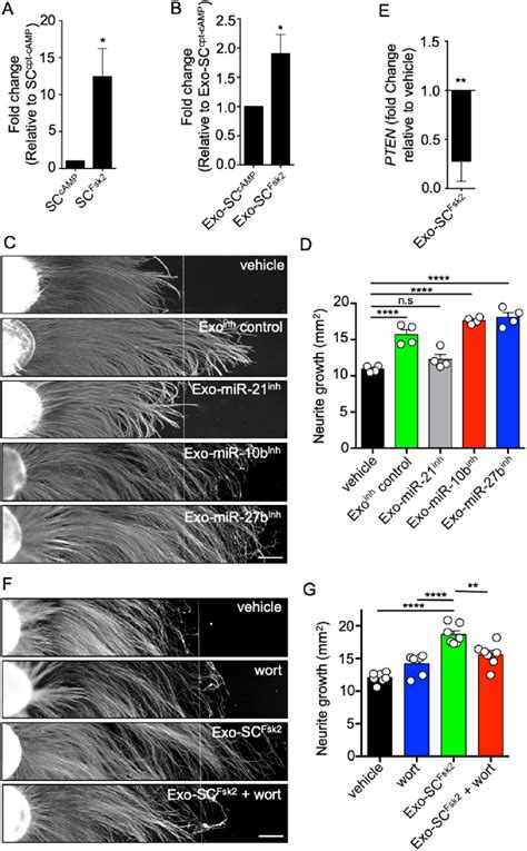 SC Reprogramming Upregulates Exosomal MiRNA 21 Promoting Neurite