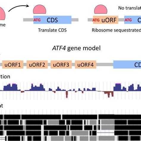 Expression Measured By Tpm Of Genes In Human Tissues From Gtex Data