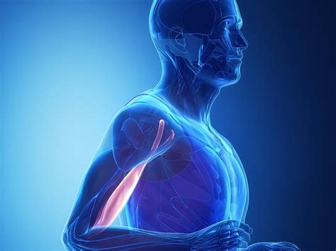 Biceps Tendonitis Treatment With Physical Therapy Mangiarelli