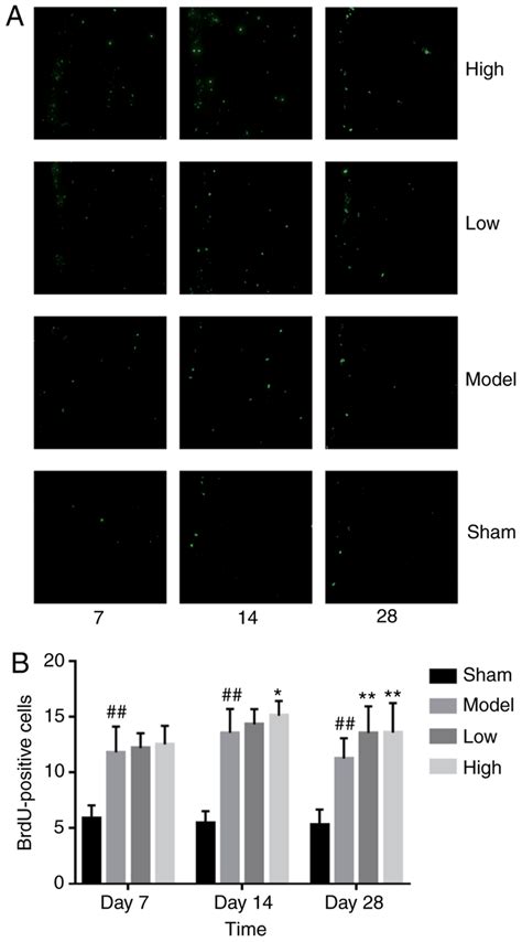 A Representative Immunofluorescence Images Showing Brdu Positive