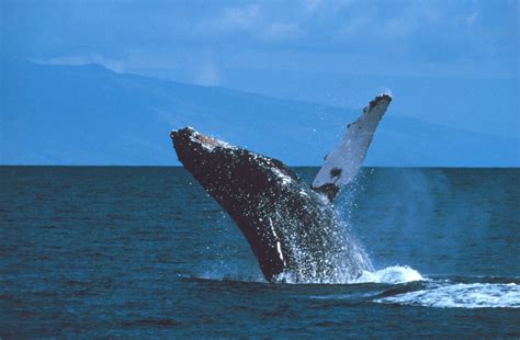 July 23 — Commercial Whaling Banned 1982 Today In Conservation