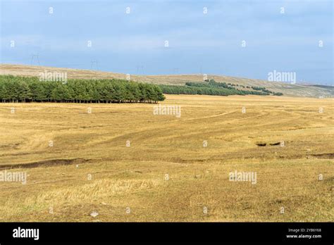 A Field Covered With Dry Yellow Grass A Strip Of Green Trees Hills A
