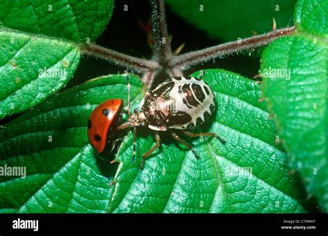 Stealthy Shield Bug Troilus Luridus Hemiptera Pentatomidae Nymph