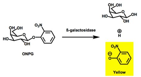 The Hydrolytic Cleavage Of Onpg By β Galactosidase Results In The