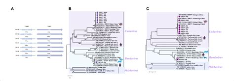 Genomic Structure Of The Sequences Of Seven Dbtvs And Phylogenetic Download Scientific Diagram