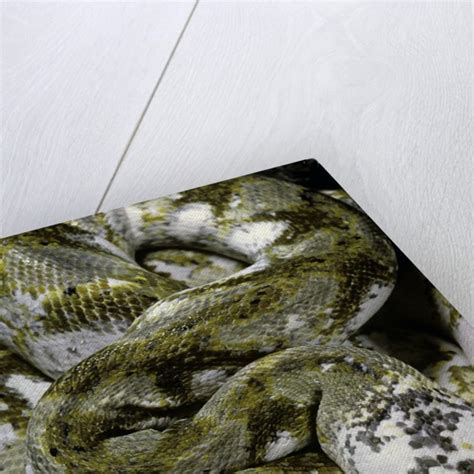 Python Reticulatus F Calico Reticulated Python Posters And Prints By