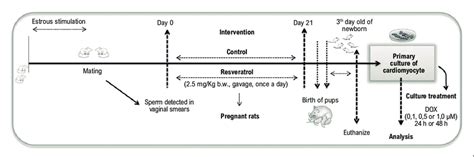 Simplified Time Line Of The Experimental Protocol Download Scientific Diagram
