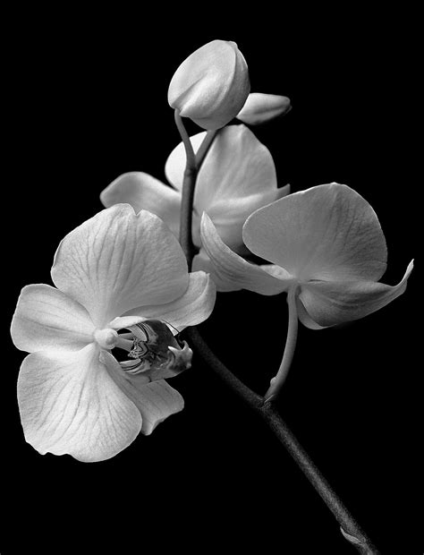 Orchids Black And White