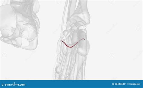 The Deep Palmar Arch Is An Arterial Network Found In The Palm It Is
