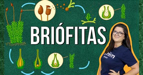 Briófitas Tudo Sobre Esse Grupo De Plantas Brasil Escola🏏 Descubra