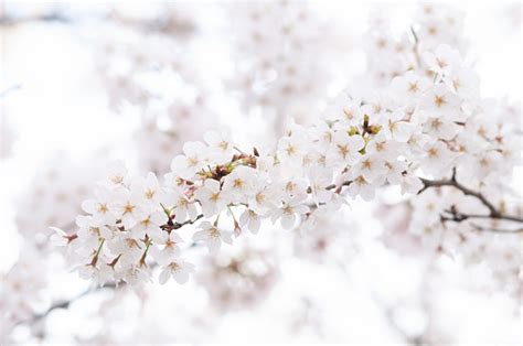 하얀 배경에 만개한 벚꽃 벚꽃의 무리를 클로즈업 이미지 일본의 전형적인 봄 장면 0명에 대한 스톡 사진 및 기타 이미지 0명