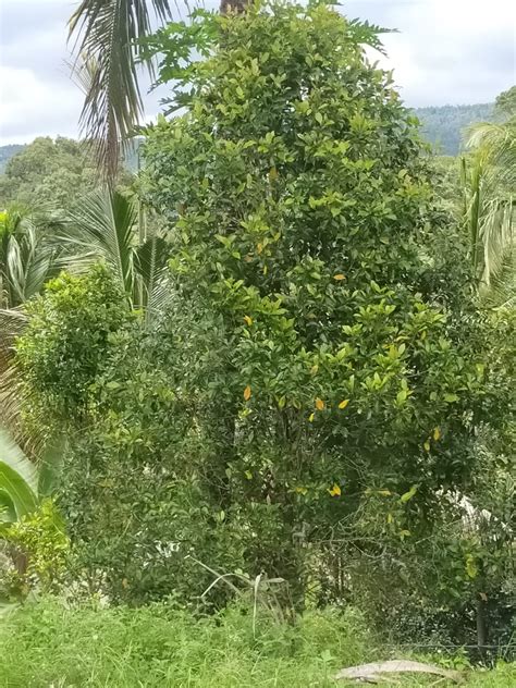 Menjaga Agar Tanaman Ceng Berbunga Sepanjang Tahun Dinas Pertanian