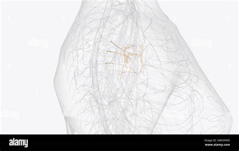 Le Plexus Pulmonaire Est Un Plexus Autonome Formé à Partir De Branches Le Plexus Pulmonaire Est Un Plexus Autonome Formé à Partir De Branches