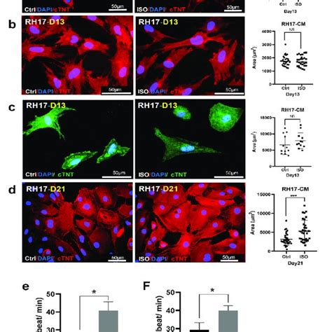 Hypertrophy Induction And Evaluation Of Area Size In Rh6 And Rh17