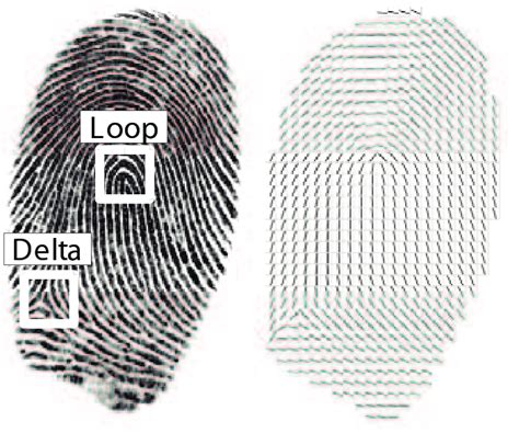 A Fingerprint Image And Its Orientation Field Download Scientific Diagram