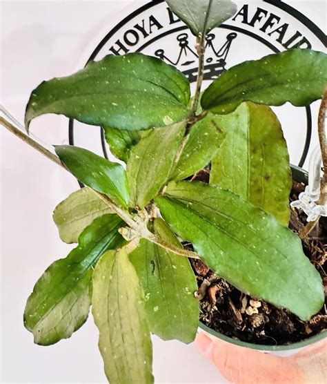 Hoya Plant Erythrina Round Leaves Live Plant Hoya Erythrina Jayme