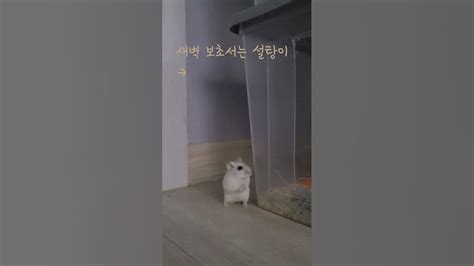 햄스터 설탕 산책중 보초서는중 Youtube