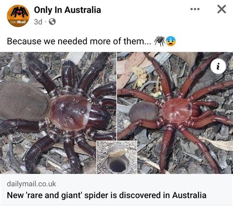 Big Bros Rspiderbro