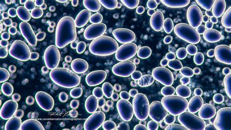 Potato Starch Under Microscope