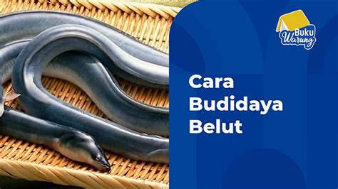 √ 6 Cara Mudah Budidaya Belut Tanpa Perlu Biaya Besar