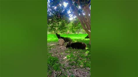 دیہاتی زندگی Youtube