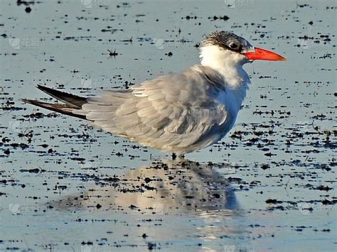 佛罗里达湿地中的幼海燕鸥海燕鸥