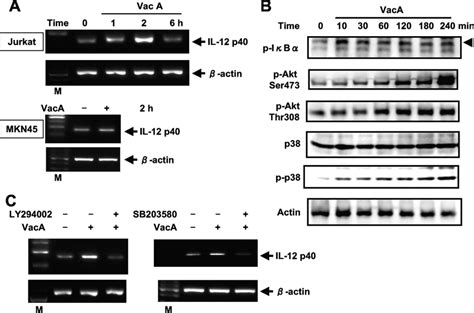 Vaca Induced Il 12 P40 Mrna Expression In T Cells A Dynamics Of