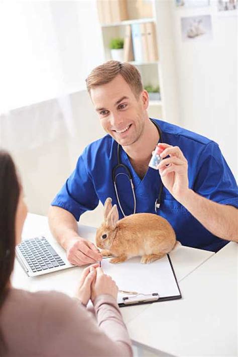 Endereço De Clínica Veterinária 24h Próxima Kobrassol Clínica