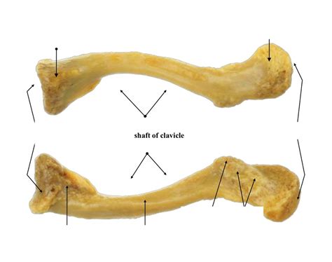 Clavicle Diagram Quizlet
